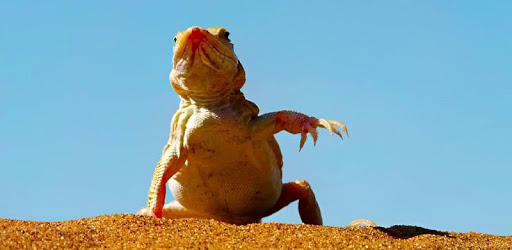 Funny Lizard Live Wallpaper for PC - How to Install on Windows PC, Mac