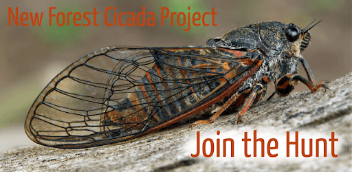 Cicada Hunt for PC - How to Install on Windows PC, Mac