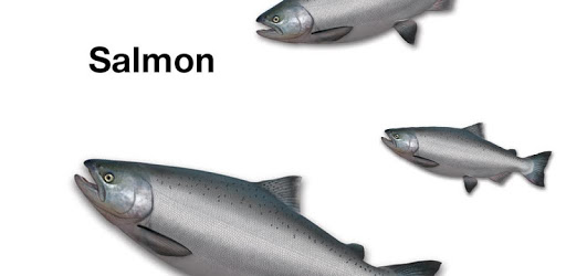 Salmon Reality for PC - How to Install on Windows PC, Mac