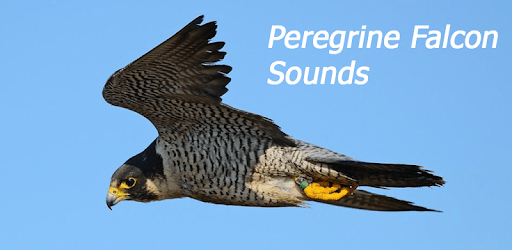 Appp.io - Peregrine Falcon Sounds for PC - How to Install on Windows PC ...