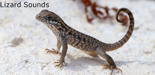 Appp.io - Lizard Sounds for PC - How to Install on Windows PC, Mac
