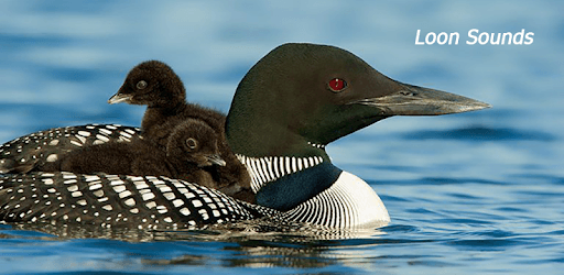 Appp.io - Loon Bird Sounds for PC - How to Install on Windows PC, Mac
