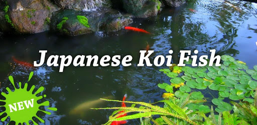 Japanese Koi Fish Wallpaper for PC - How to Install on Windows PC, Mac
