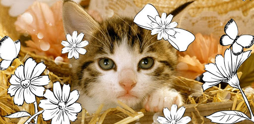 Cat Wallpaper Chaton for PC - How to Install on Windows PC, Mac