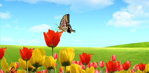 Butterfly Live Wallpaper APK Download For Free