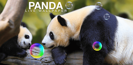 Panda Live Wallpaper APK Download For Free