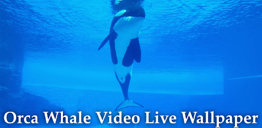 Orca Whale Video Live Wallpaper for PC - How to Install on Windows PC, Mac