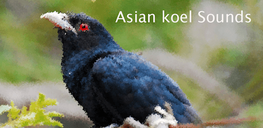 Asian koel Sounds ~ Sboard.pro for PC - How to Install on Windows PC, Mac