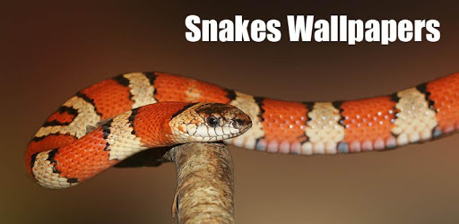 Snakes Wallpapers for PC - How to Install on Windows PC, Mac