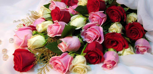 Rose HD Wallpapers for PC - How to Install on Windows PC, Mac