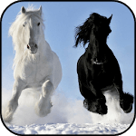 Horses Lock Screen 4K Wallpaper for PC - How to Install on Windows PC, Mac