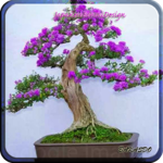 Japanese Bonsai Design for PC - How to Install on Windows PC, Mac