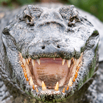alligator wallpaper for PC - How to Install on Windows PC, Mac