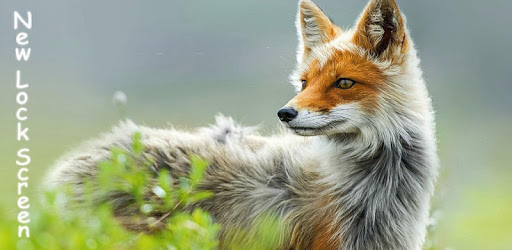 Fox Lock Screen for PC - How to Install on Windows PC, Mac