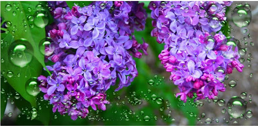 Lilac Spring live wallpaper for PC - How to Install on Windows PC, Mac
