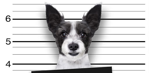 Funny Bad Dogs Live Wallpaper for PC - How to Install on Windows PC, Mac