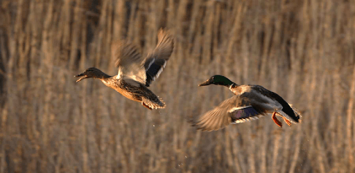 Mallard Ducks - Wallpapers for PC - How to Install on Windows PC, Mac