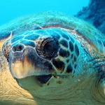 live sea turtle wallpaper for PC - How to Install on Windows PC, Mac