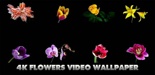 4K Flowers Video Live Wallpaper for PC - How to Install on Windows PC, Mac