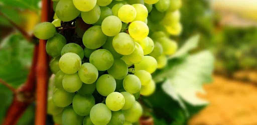 grapes wallpaper for PC - How to Install on Windows PC, Mac