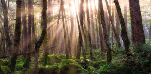 live wallpapers rainforest for PC - How to Install on Windows PC, Mac