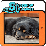 Slideshow Lullabies: Animals for PC - How to Install on Windows PC, Mac