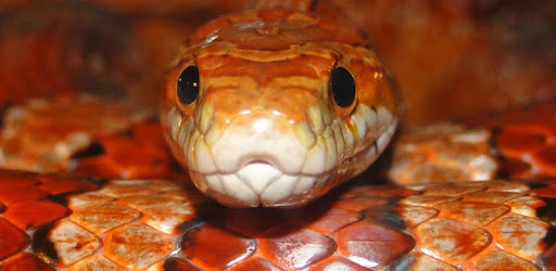 snake moving live wallpaper for PC - How to Install on Windows PC, Mac