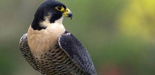 Peregrine Falcon (Animal) sounds for PC - How to Install on Windows PC, Mac
