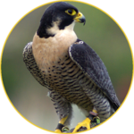 Peregrine Falcon (Animal) sounds for PC - How to Install on Windows PC, Mac