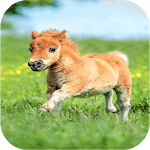 Cutest Animals Wallpapers for PC - How to Install on Windows PC, Mac
