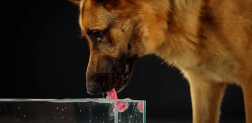 Dog Drinking Water Video Wallpaper for PC - How to Install on Windows ...