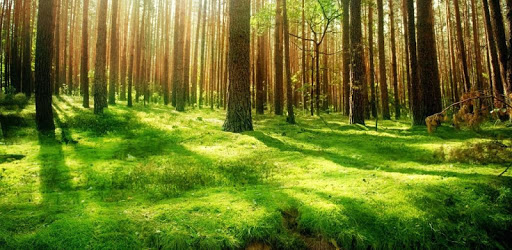 Forest Video Live Wallpaper for PC - How to Install on Windows PC, Mac