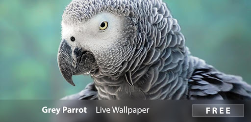 Grey Parrot Live Wallpaper For Pc How To Install On Windows Pc Mac