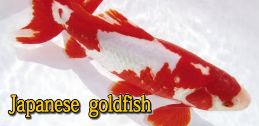 Japanese goldfish for PC - How to Install on Windows PC, Mac