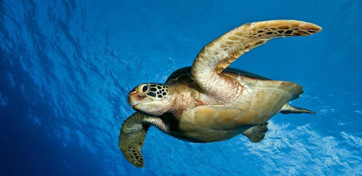 Turtle 3D Live Wallpaper for PC - How to Install on Windows PC, Mac