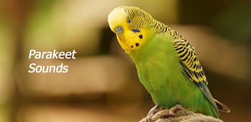 Appp.io - Parakeet Sounds for PC - How to Install on Windows PC, Mac