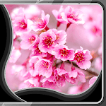 Sakura Live Wallpapers APK Download For Free