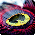 Beautiful Feather Theme for PC - How to Install on Windows PC, Mac