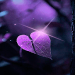 Magical Purple Leaf LWP for PC - How to Install on Windows PC, Mac