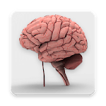 Human Brain - Augmented Reality for PC - How to Install on Windows PC, Mac
