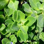 Plant Detector for PC - How to Install on Windows PC, Mac