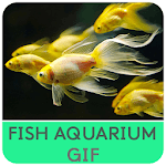 Fish Aquarium GIF for PC - How to Install on Windows PC, Mac