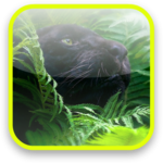 Puma Cat Video Wallpaper for PC - How to Install on Windows PC, Mac