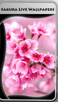 Sakura Live Wallpapers APK Download For Free