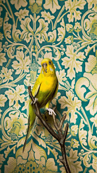 Parakeet Wallpapers APK Download For Free