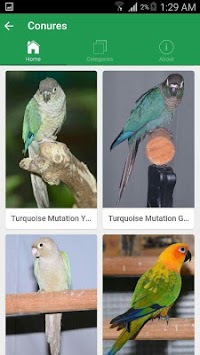 SGS Birds - Shukavana APK Download For Free